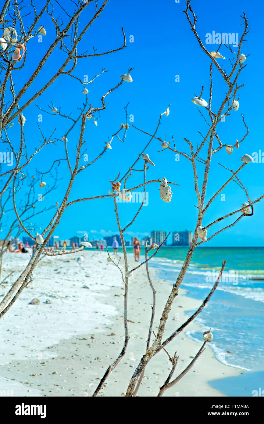 Seashell tree at Tigertail beach Stock Photo - Alamy