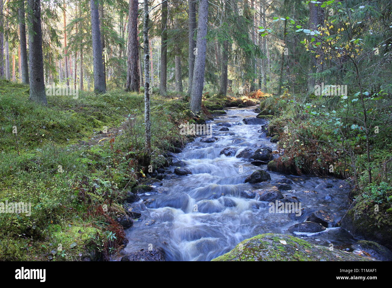 Swedish plant life hi-res stock photography and images - Alamy