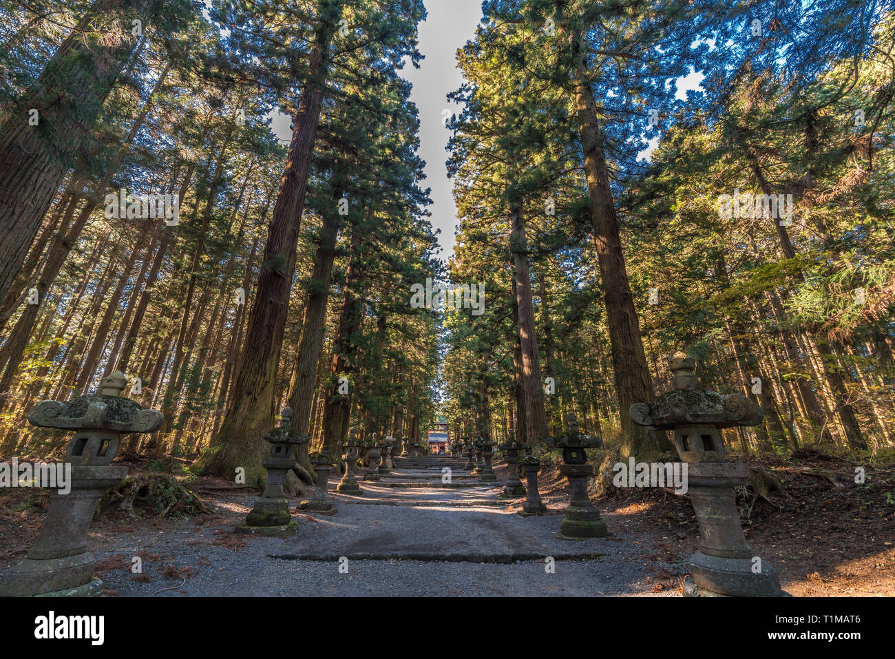 Ancient Cedar and pine trees and Ishidoro (Stone Lanterns) on the path ...