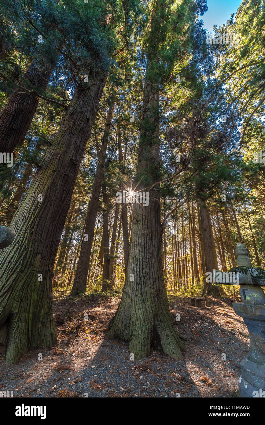 Ancient Cedar, pine trees and Ishidoro (Stone Lanterns) on the path to ...