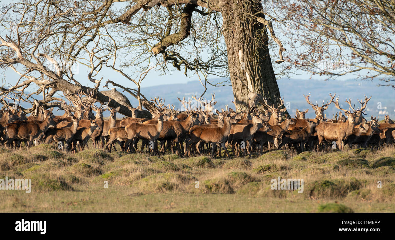 Berkeley Deer Park High Resolution Stock Photography and Images - Alamy
