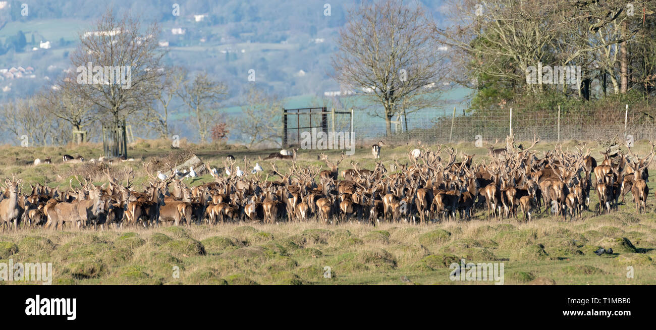 Berkeley Deer Park High Resolution Stock Photography and Images - Alamy