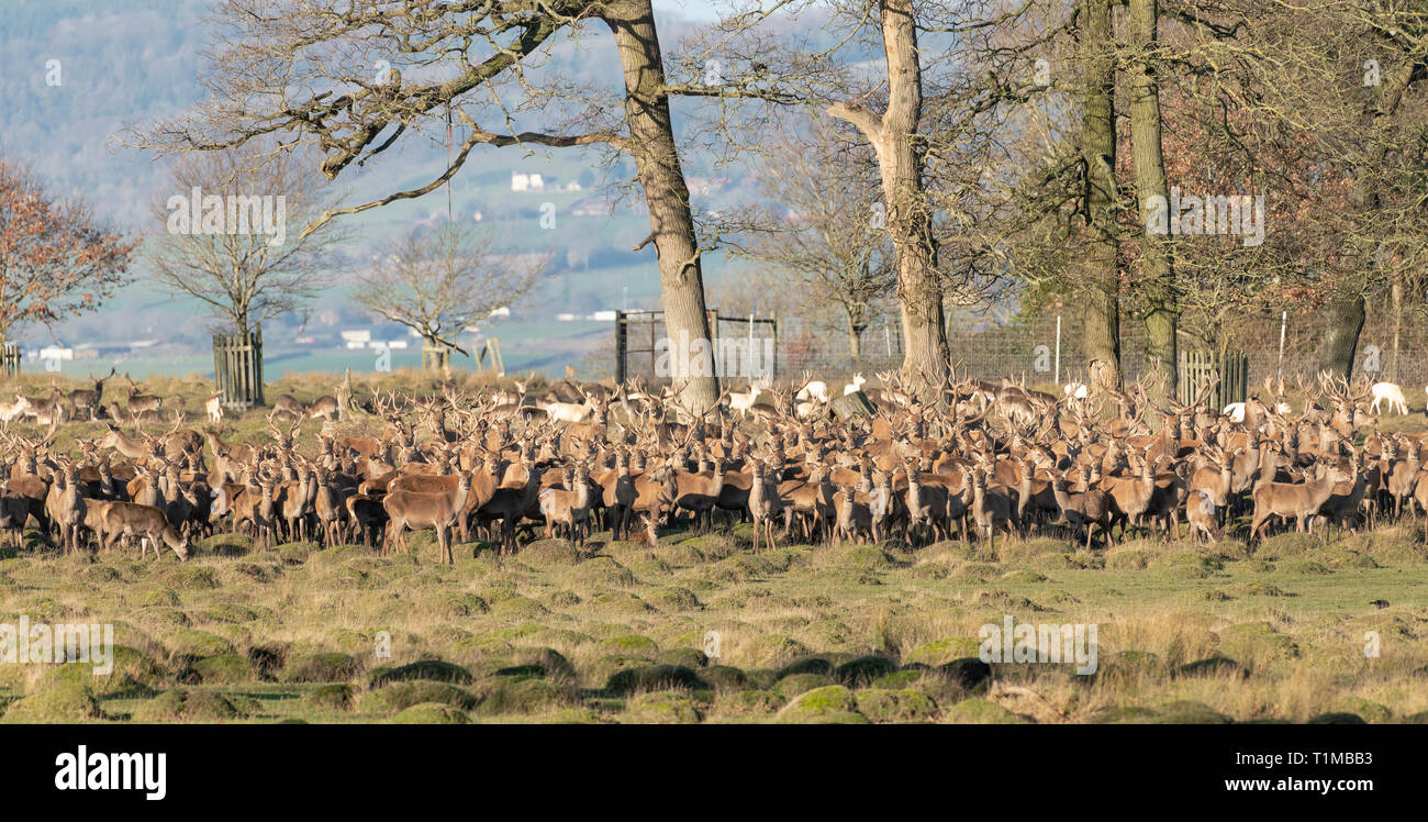 Berkeley Deer Park High Resolution Stock Photography and Images - Alamy