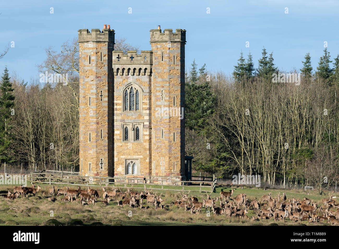 Folly and Large Herd of Stag and Hinds. Berkeley Deer Park Stock Photo ...