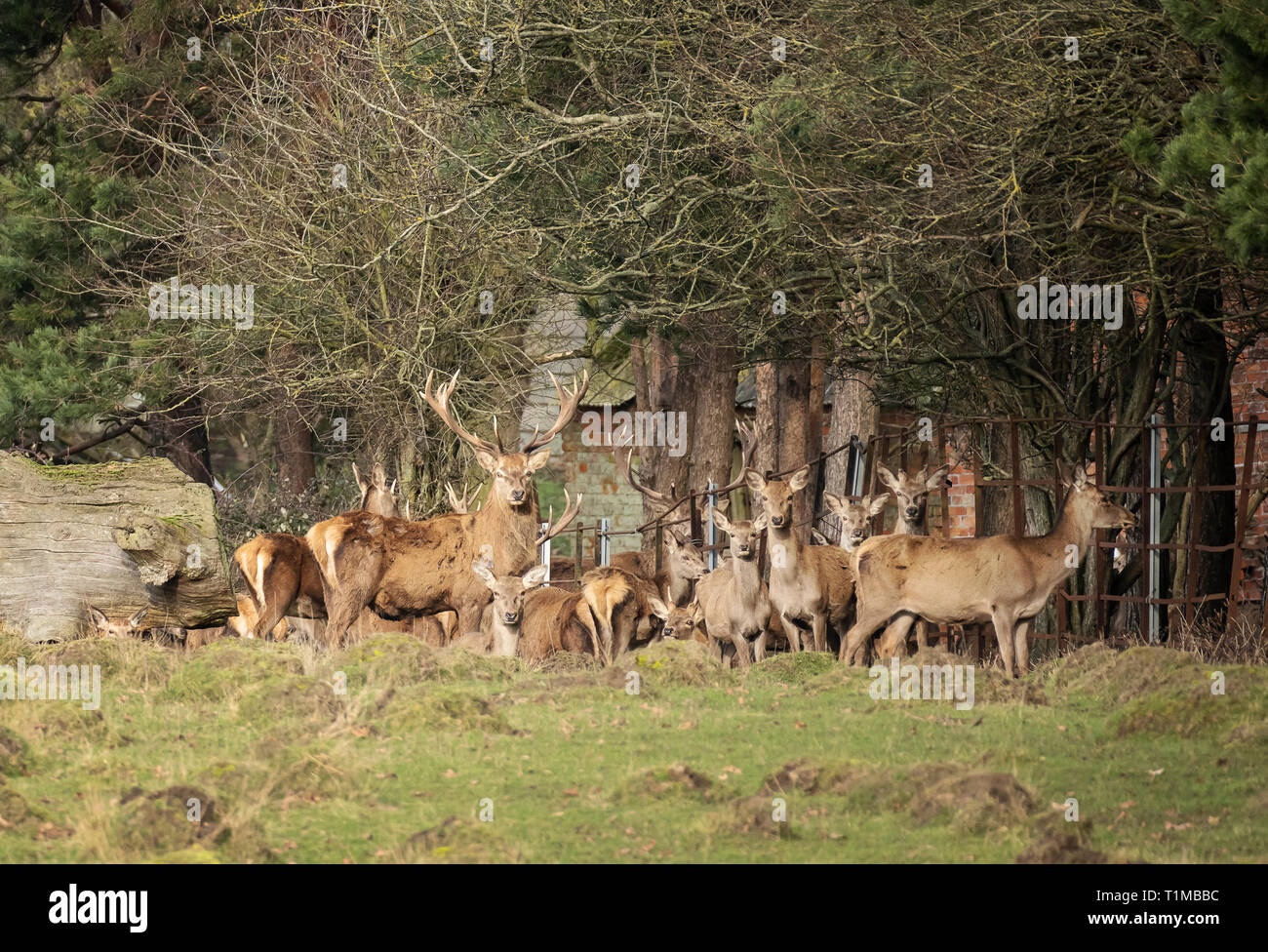 Berkeley deer park hi-res stock photography and images - Alamy