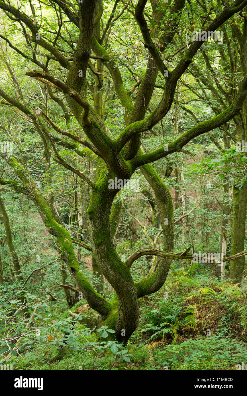 Ercall wood hi-res stock photography and images - Alamy