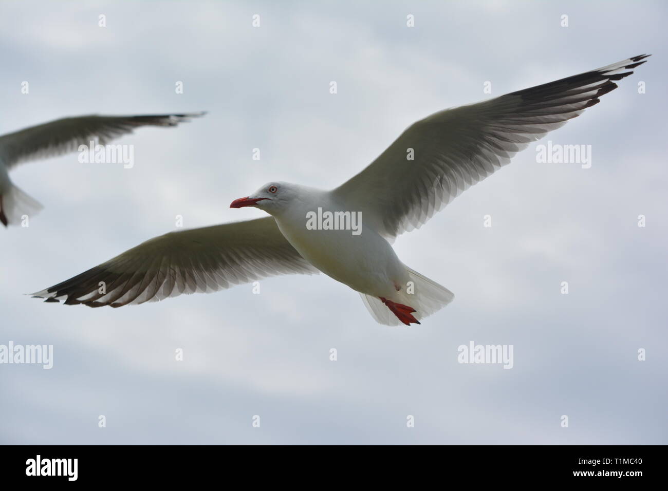 Silver gulls in flight hi-res stock photography and images - Alamy