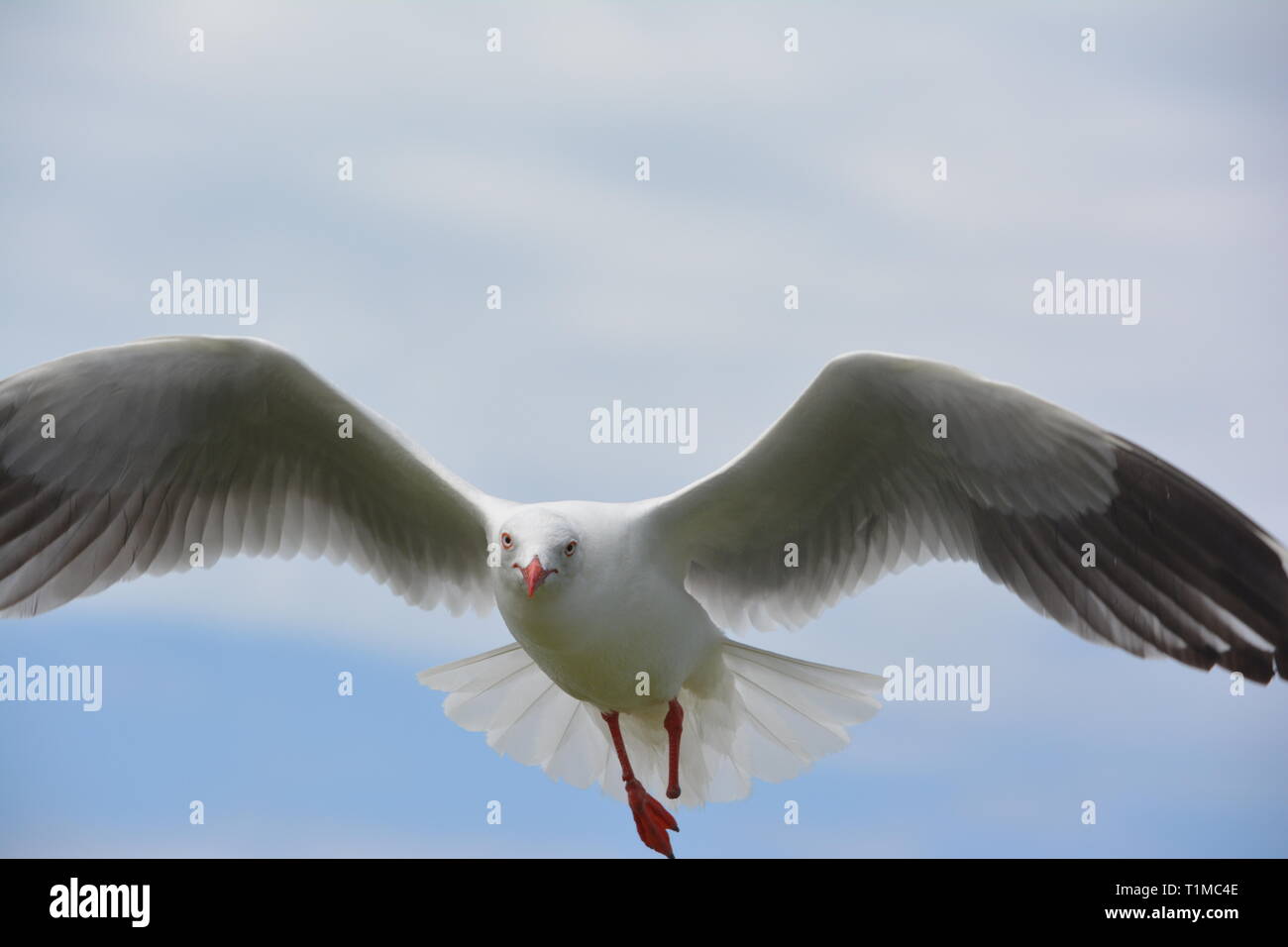 Seagull flight. Australian silver gull, bird, wings spread from ...