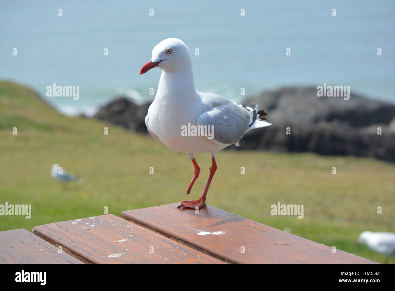 Seagulls on picnic table hi-res stock photography and images - Alamy