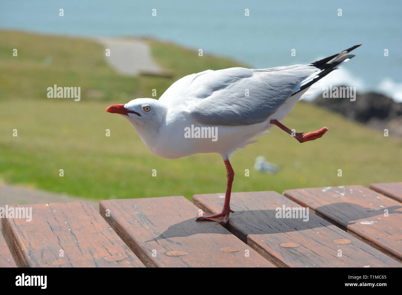 Bird behaviour, Seagull, Australian Silver Gull, lifting and standing ...
