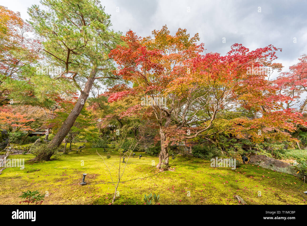 Momiji (Maple Trees) Autumn leaves and Fall foliage at Hogon-in temple ...