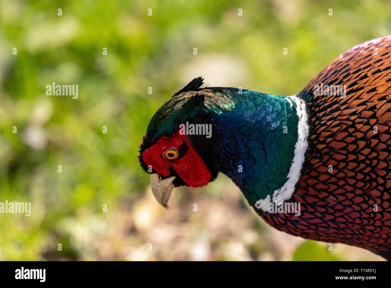 Offbeat close-up portrait of the head and neck of a male common ...