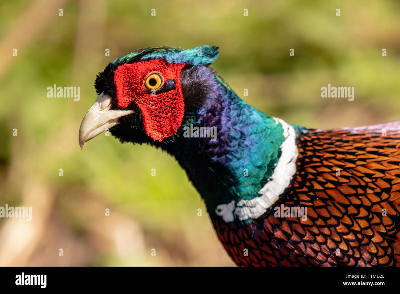 Offbeat close-up portrait of the head and neck of a male common ...