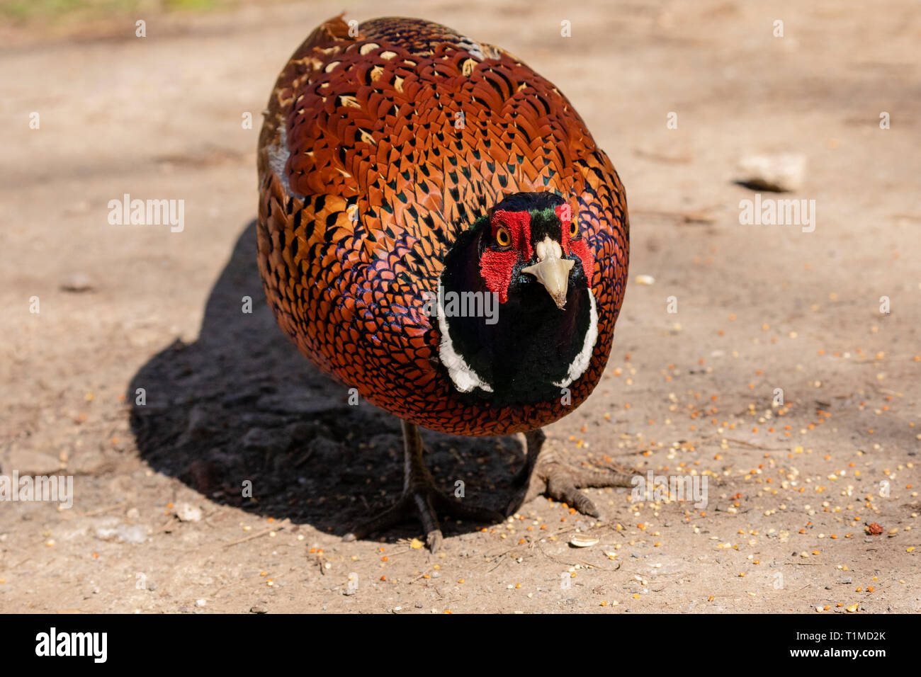 Offbeat comical portrait of the front view of a male common pheasant ...