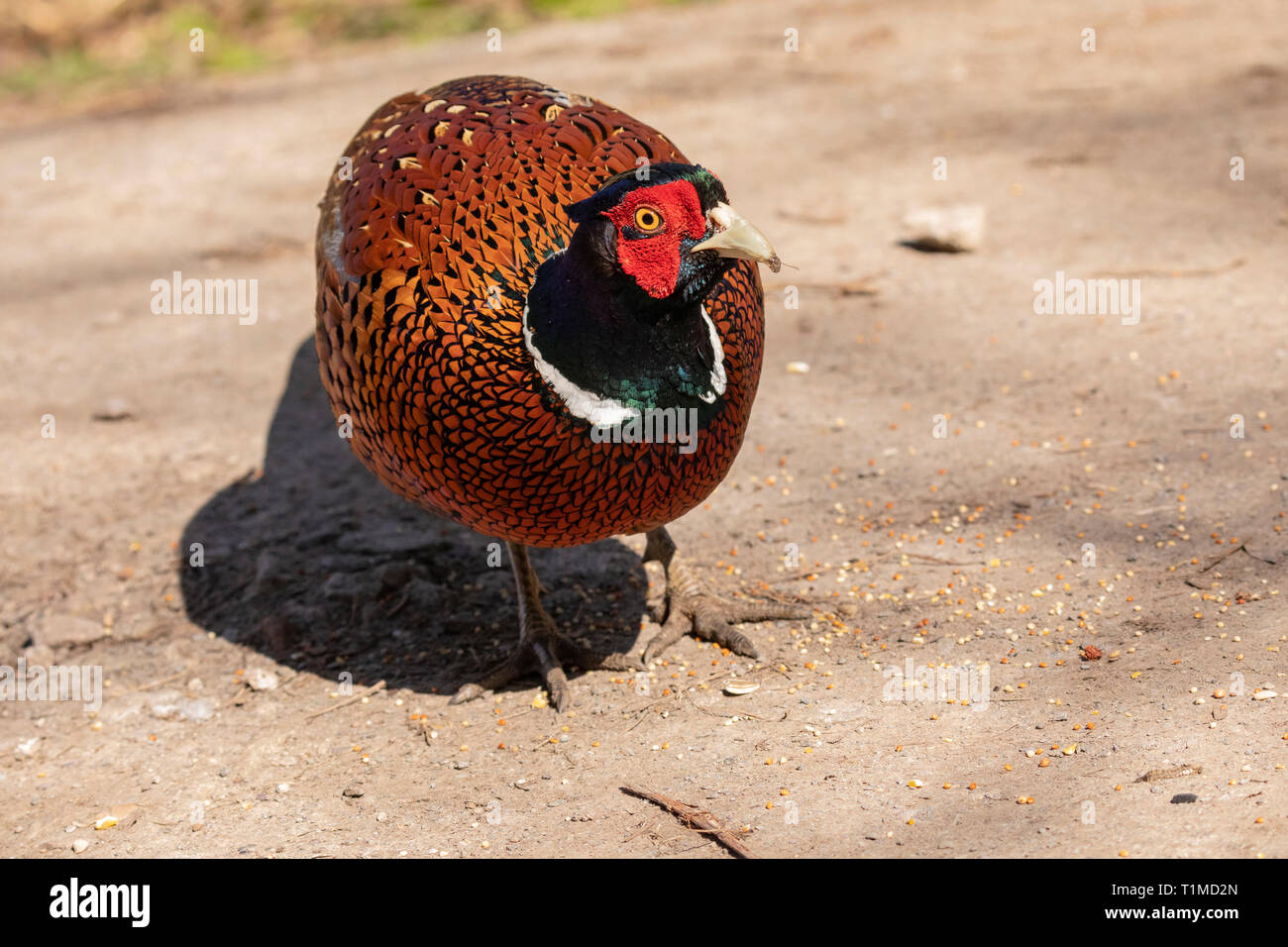 Offbeat portrait of the front view of a male common pheasant (Phasianus ...
