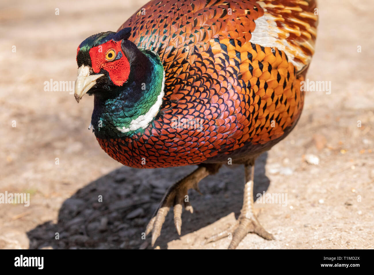 Offbeat portrait of the front view of a male common pheasant (Phasianus ...