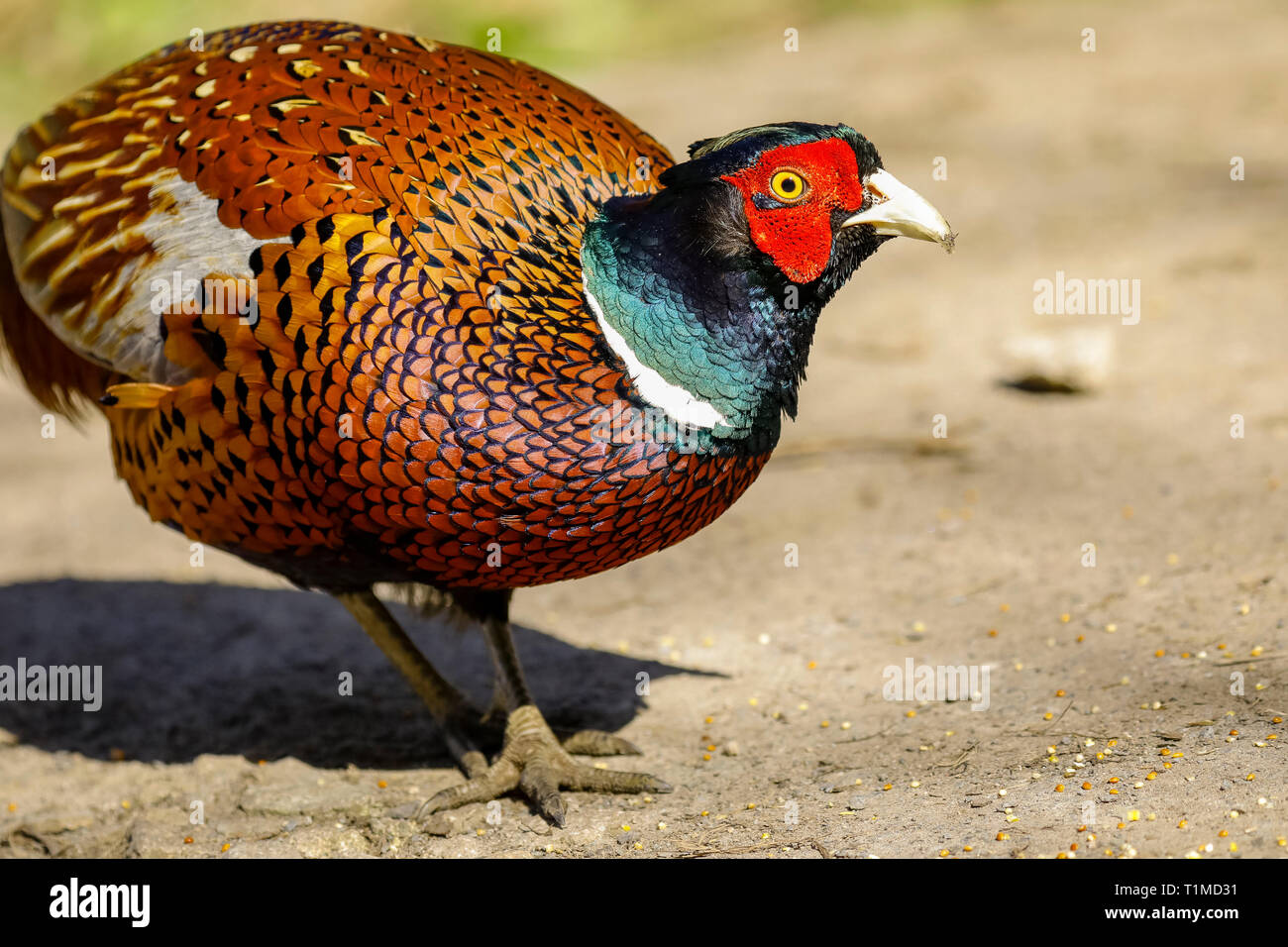 Offbeat portrait of the front view of a male common pheasant (Phasianus ...