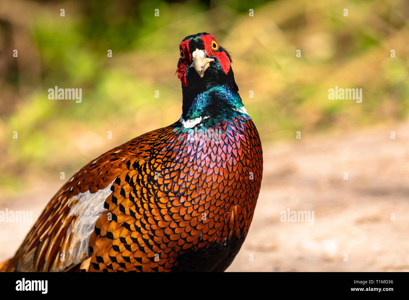 Offbeat close-up portrait of the head and neck of a male common ...
