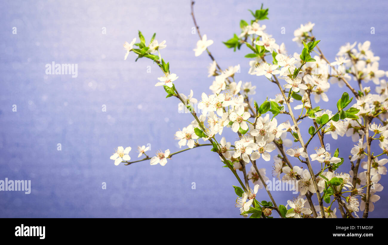 Beautiful spring blossom on blue background with bokeh. Springtime ...