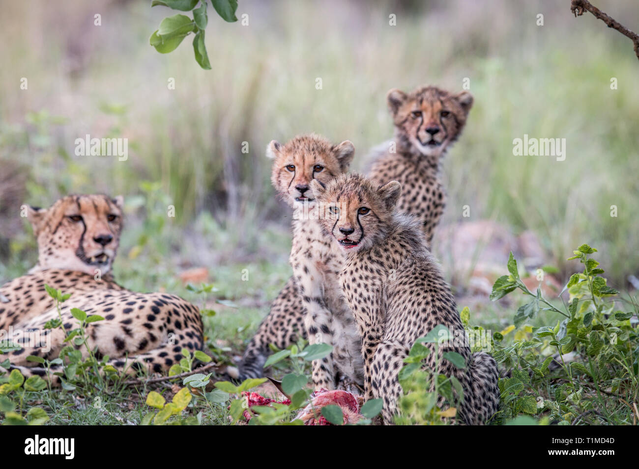 Baby cheetahs feeding hi-res stock photography and images - Alamy