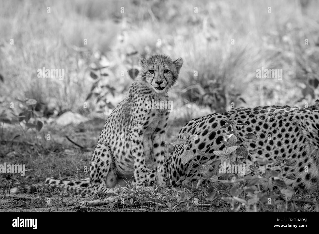Black And White Baby Cheetah Photography