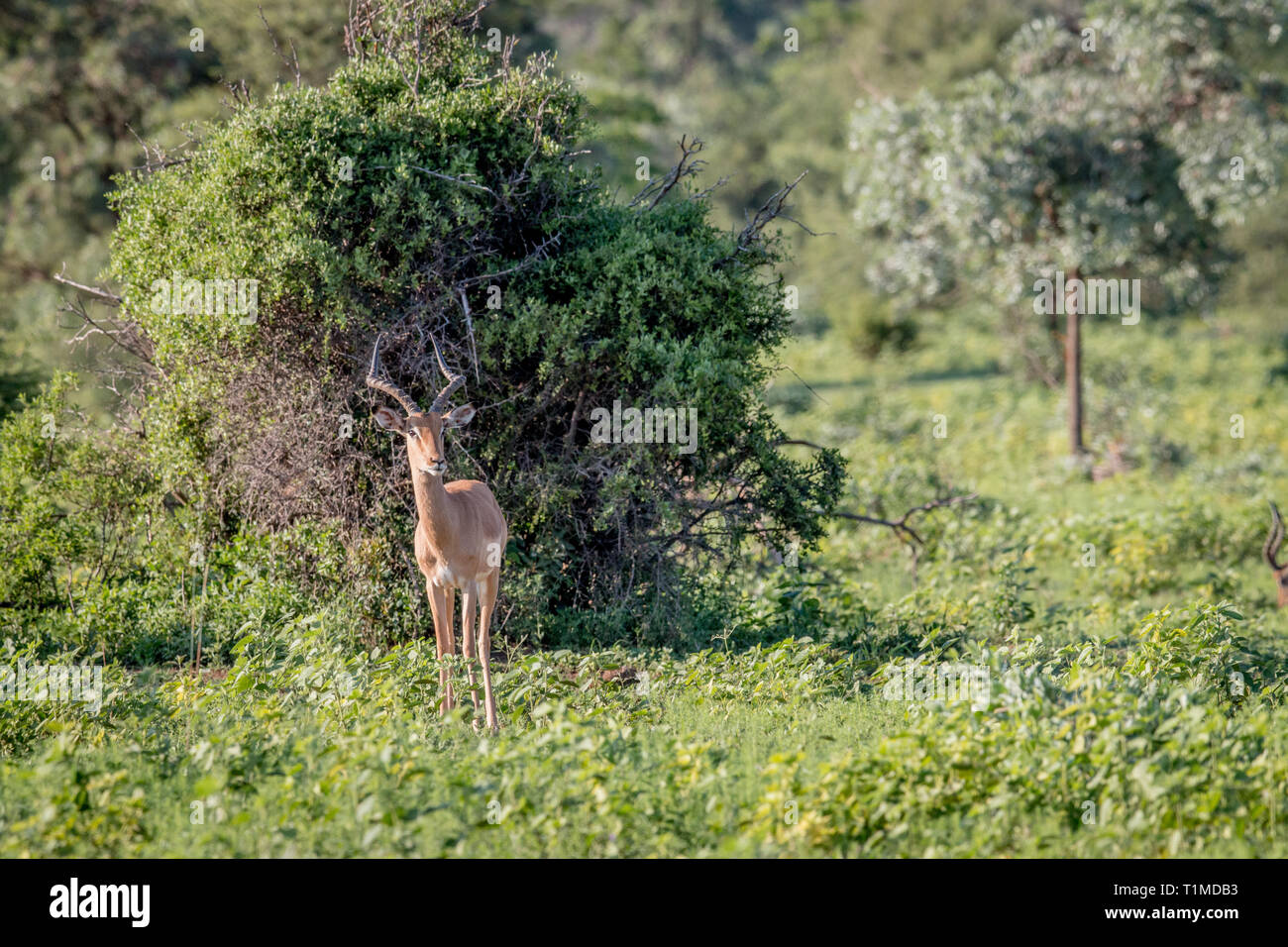 Male Impala standing in the grass in the Welgevonden game reserve ...