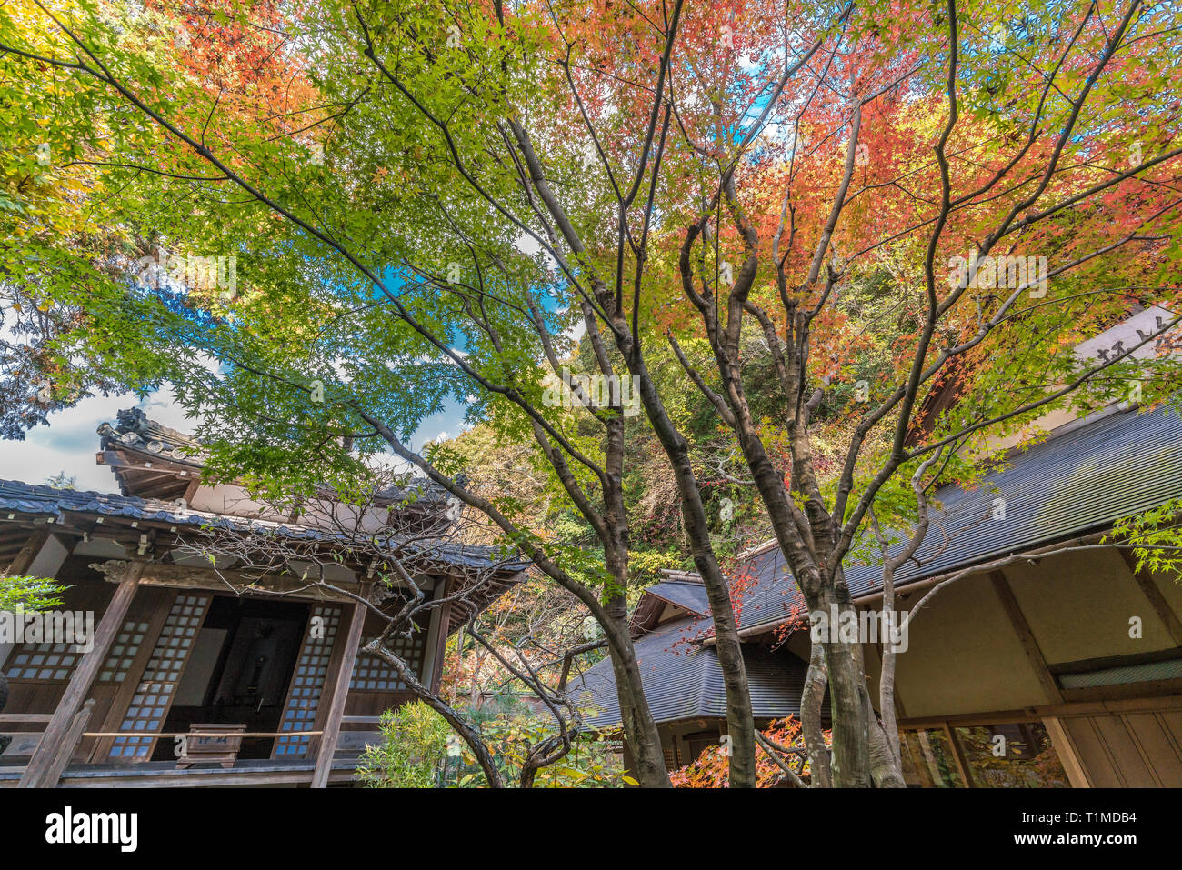 Ajisai temple hi-res stock photography and images - Alamy