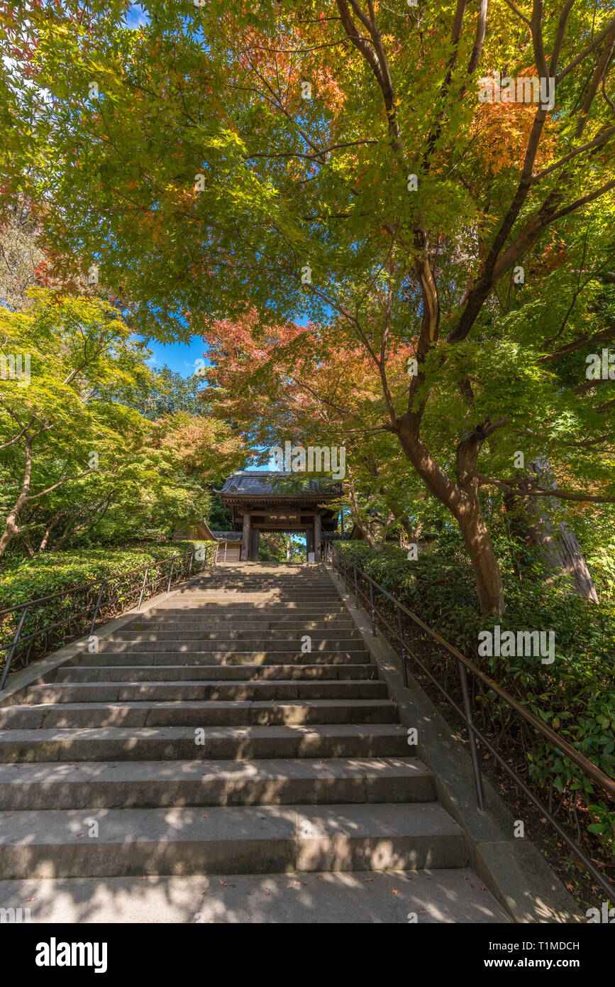 Autumn colors and fall foliage at Uramon gate of Engaku-ji Temple ...