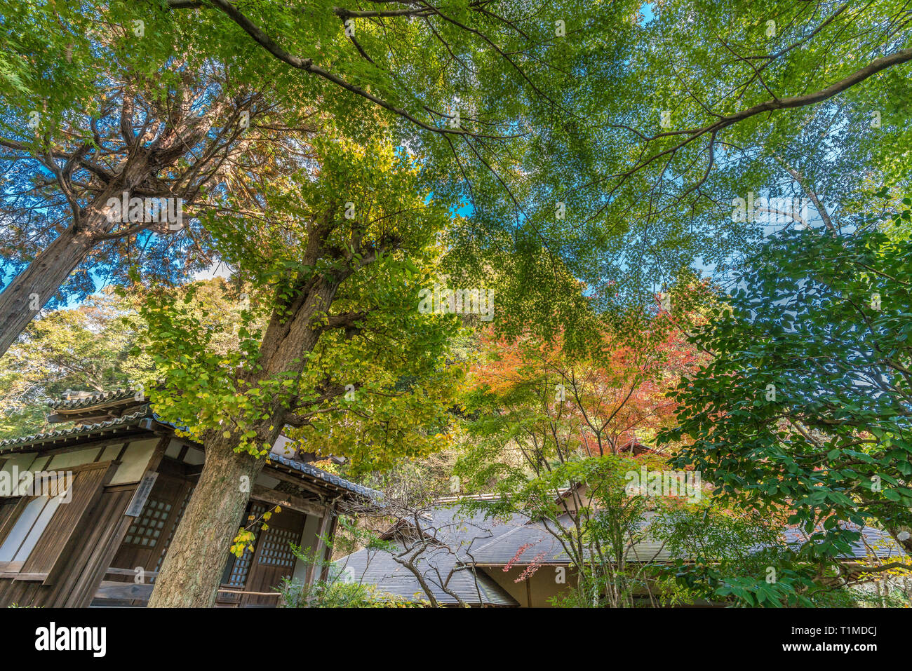 Autumn colors and fall foliage at Fugenzan Meigetsu-in Temple. Located ...