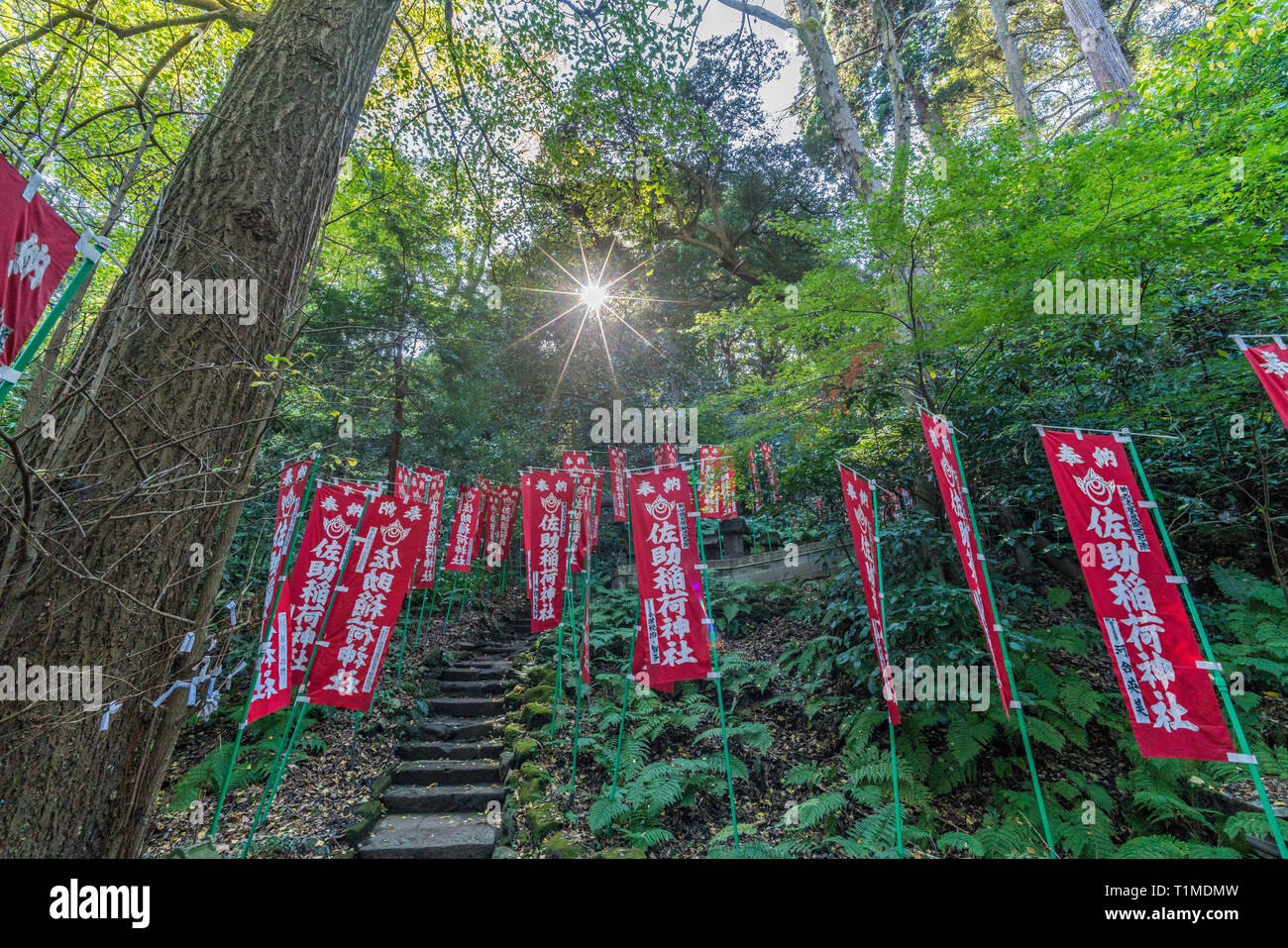 Kamakura, Japan - November 16, 2017 : Stone steps and Nobori Banners at ...