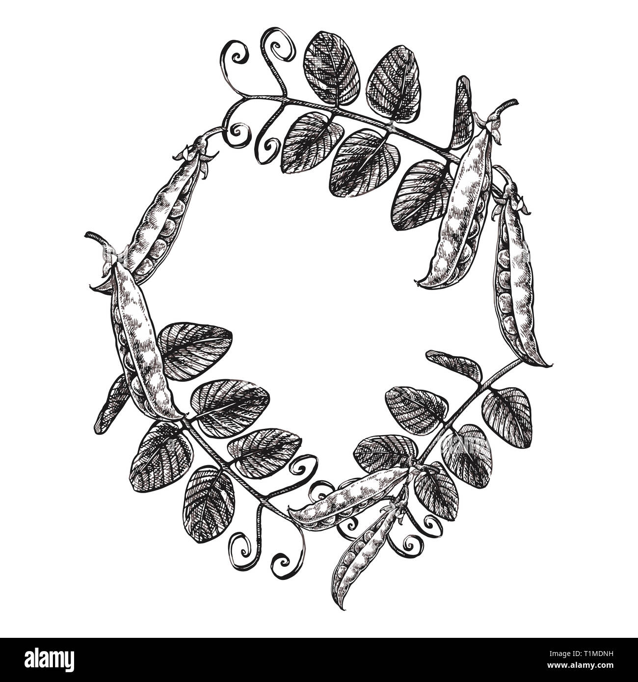 Hand drawn sketch peas. Organic food illustration isolated on white ...