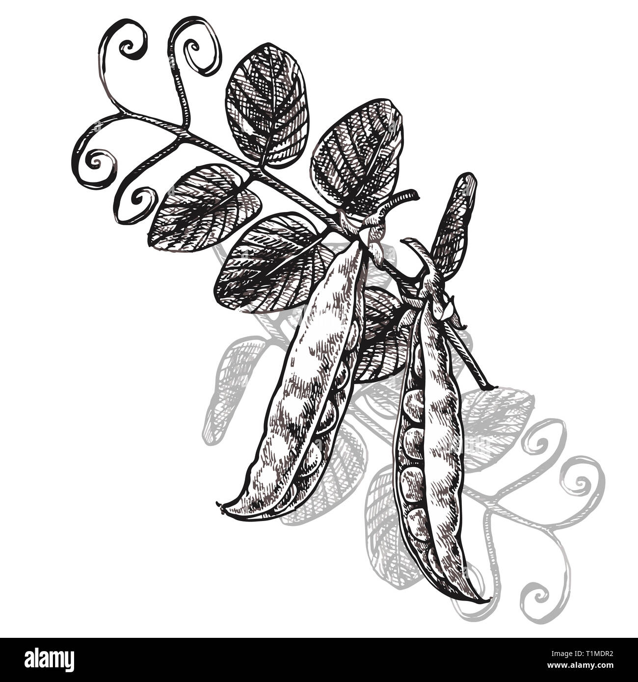 Hand drawn sketch peas. Organic food illustration isolated on white ...