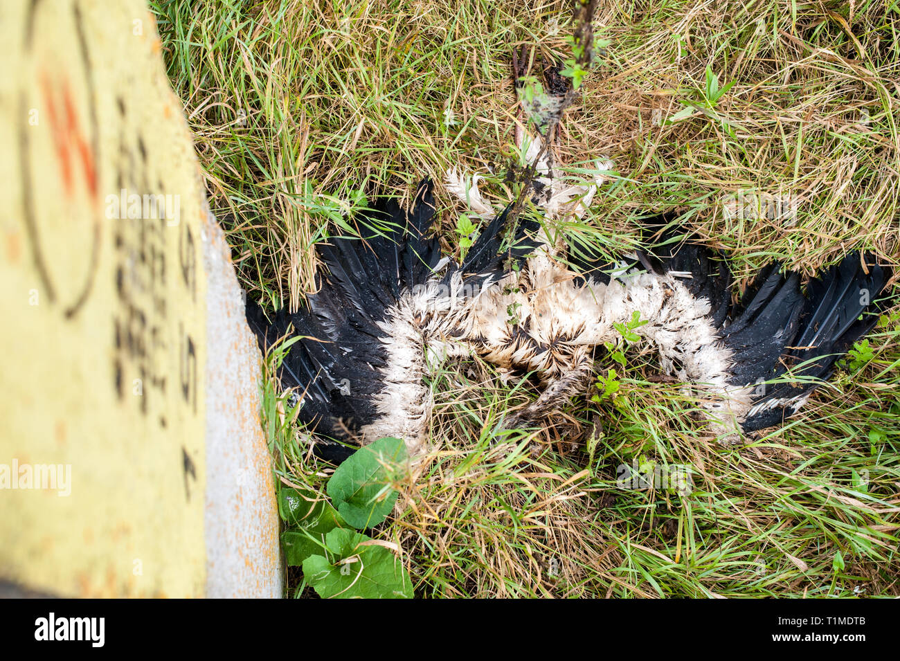 Dead white stork by electricity in nature. The high tension wire is ...