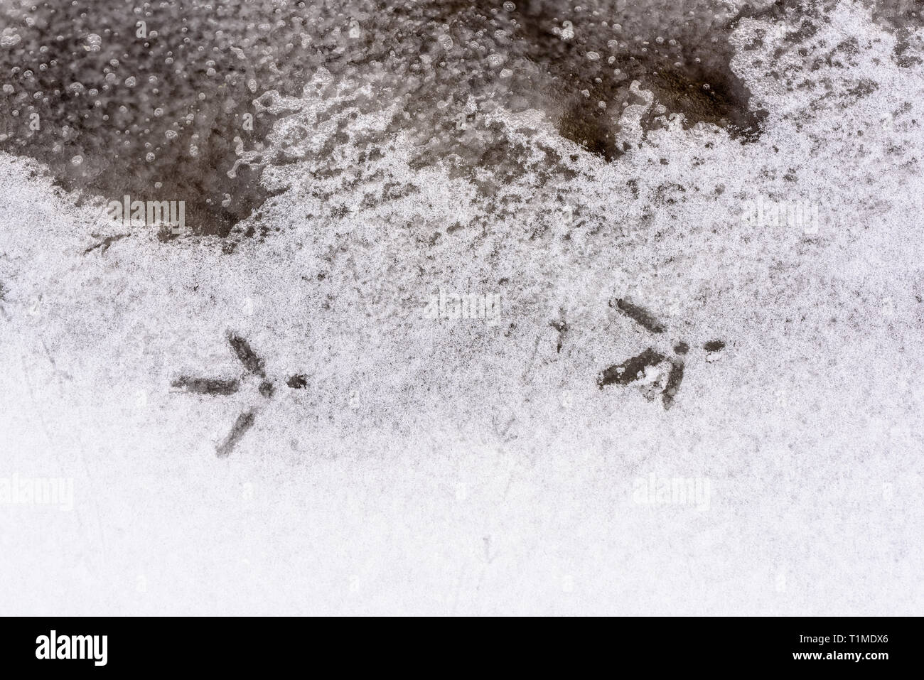 Bird footprint on white snow. Stork trace in snow Stock Photo - Alamy