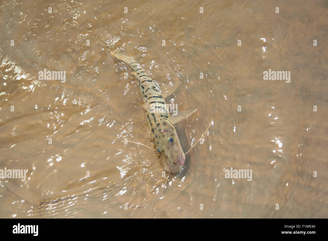 Juvenile barred sorubim 'Surubi atigrado' (Pseudoplatystoma reticulatum ...