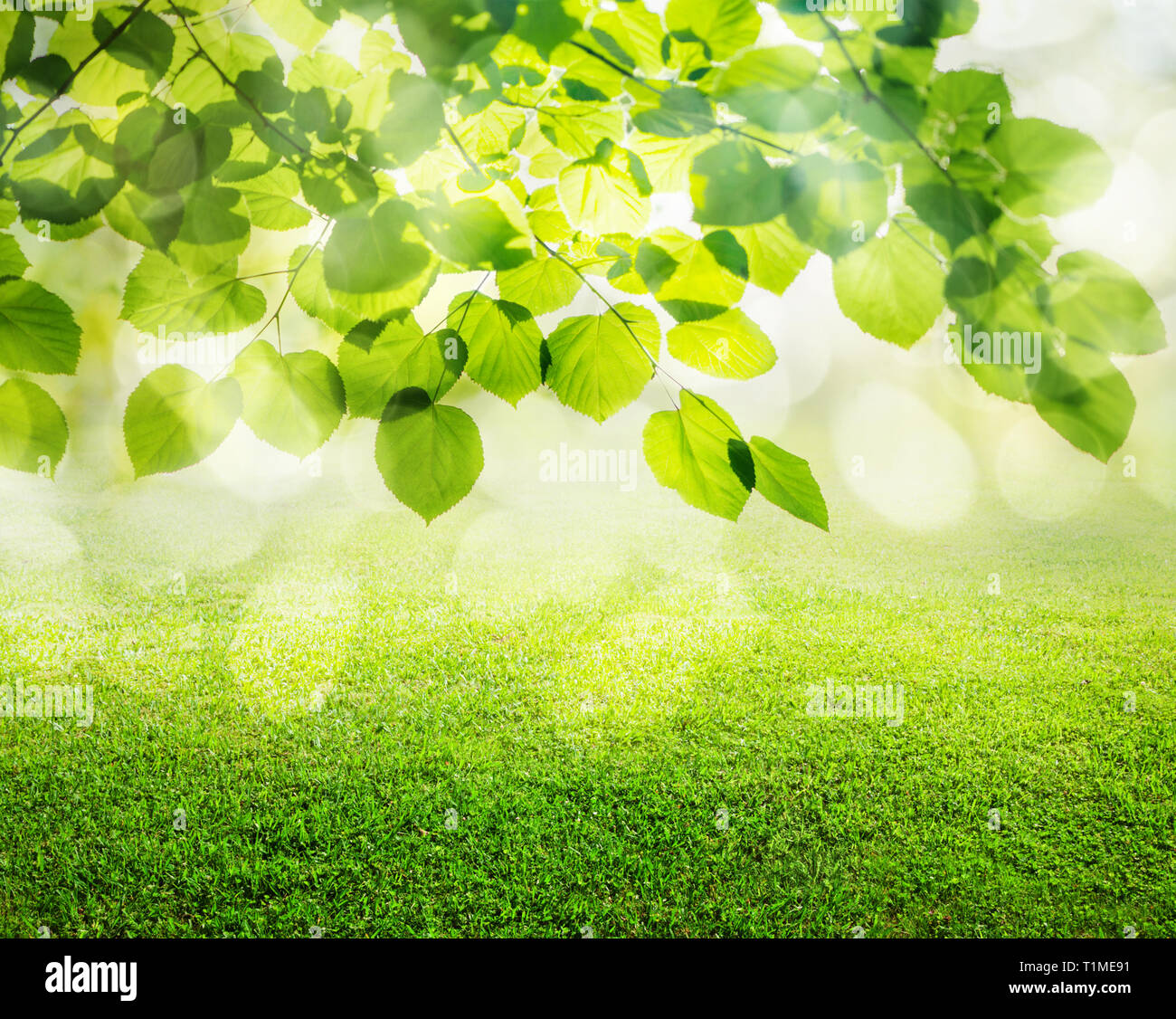 natural grass background with tree branch Stock Photo - Alamy