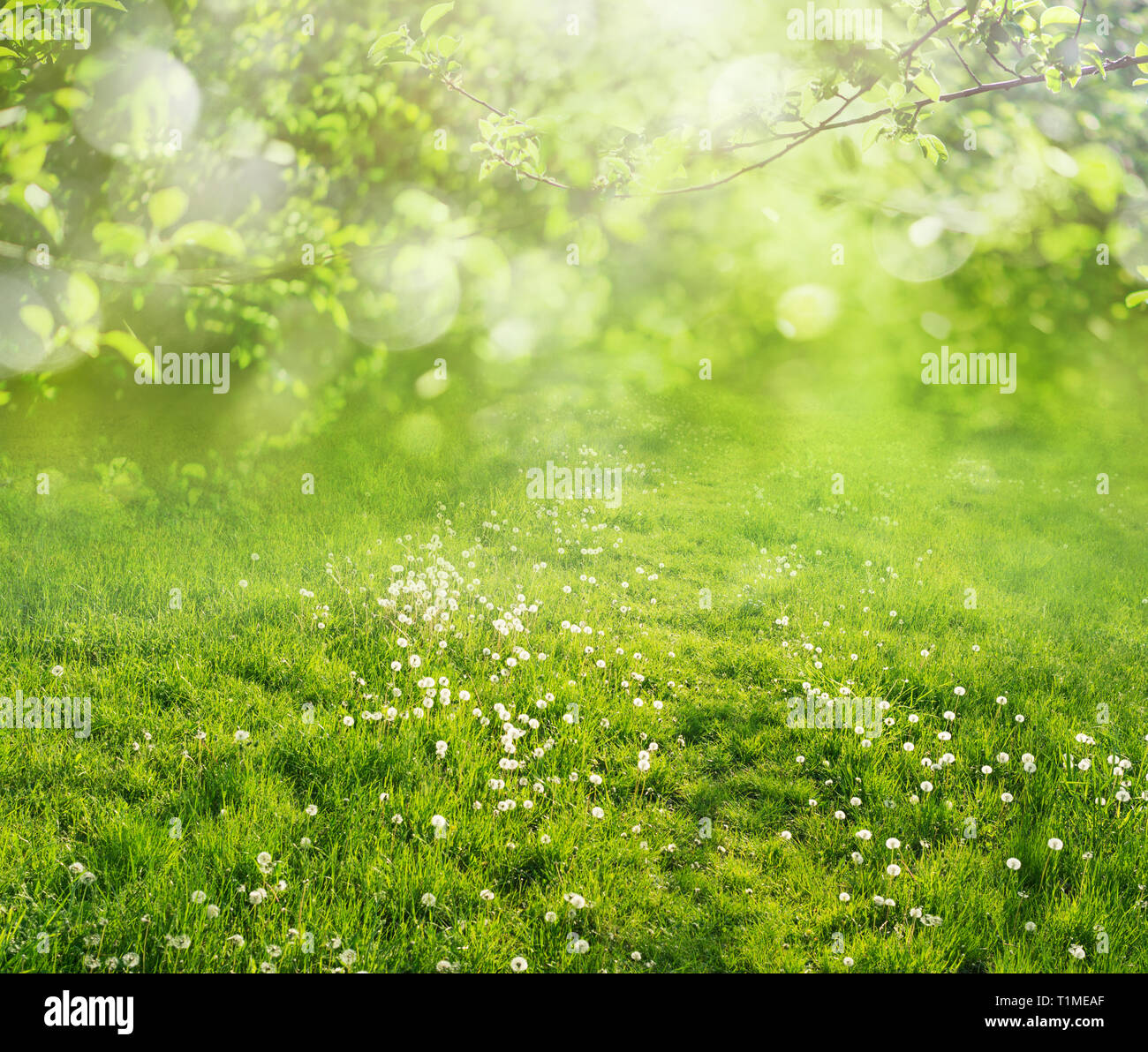 spring grass background Stock Photo - Alamy