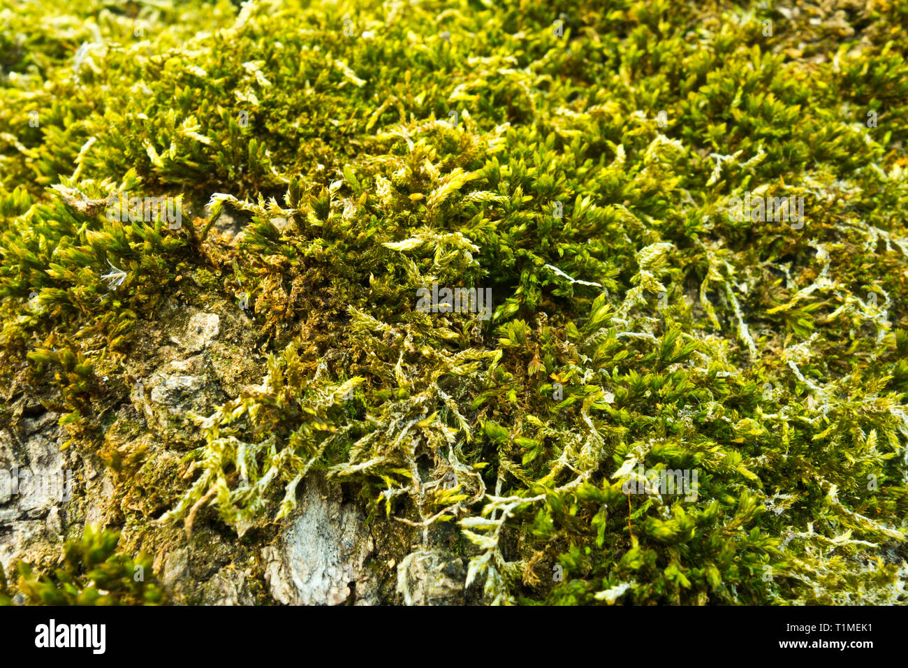 Moss on tree roots hi-res stock photography and images - Alamy