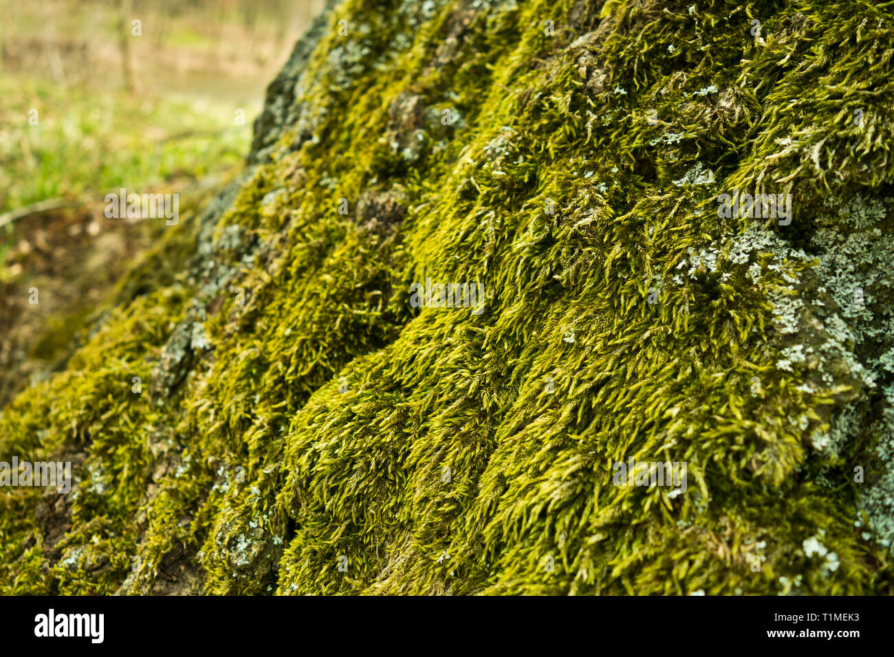 Tree Moss Up Close