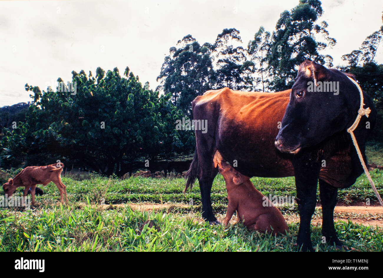 Undernourished hi-res stock photography and images - Alamy