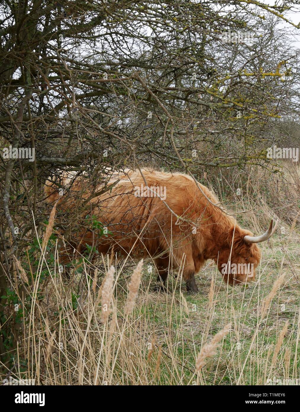 Kent Wildlife Trust, Pegwell Bay, Kent, England Stock Photo - Alamy