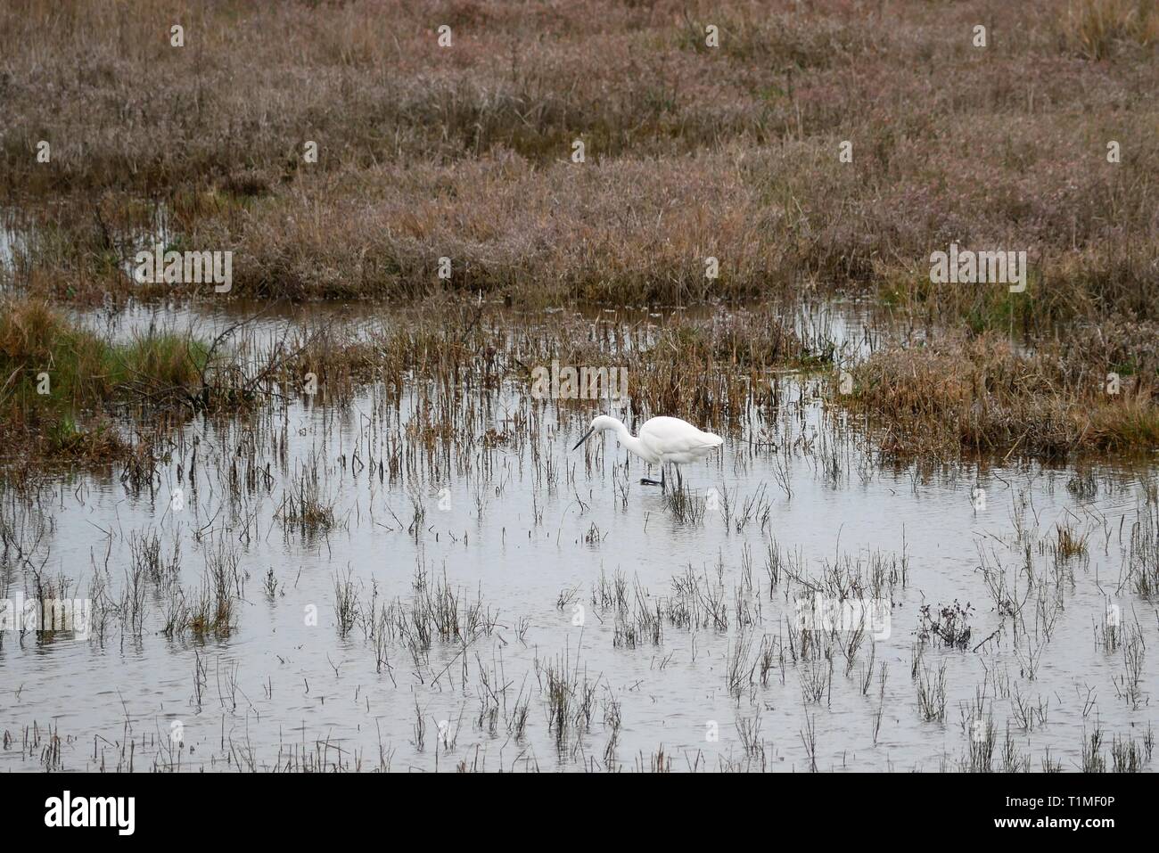 Kent Wildlife Trust, Pegwell Bay, Kent, England Stock Photo - Alamy