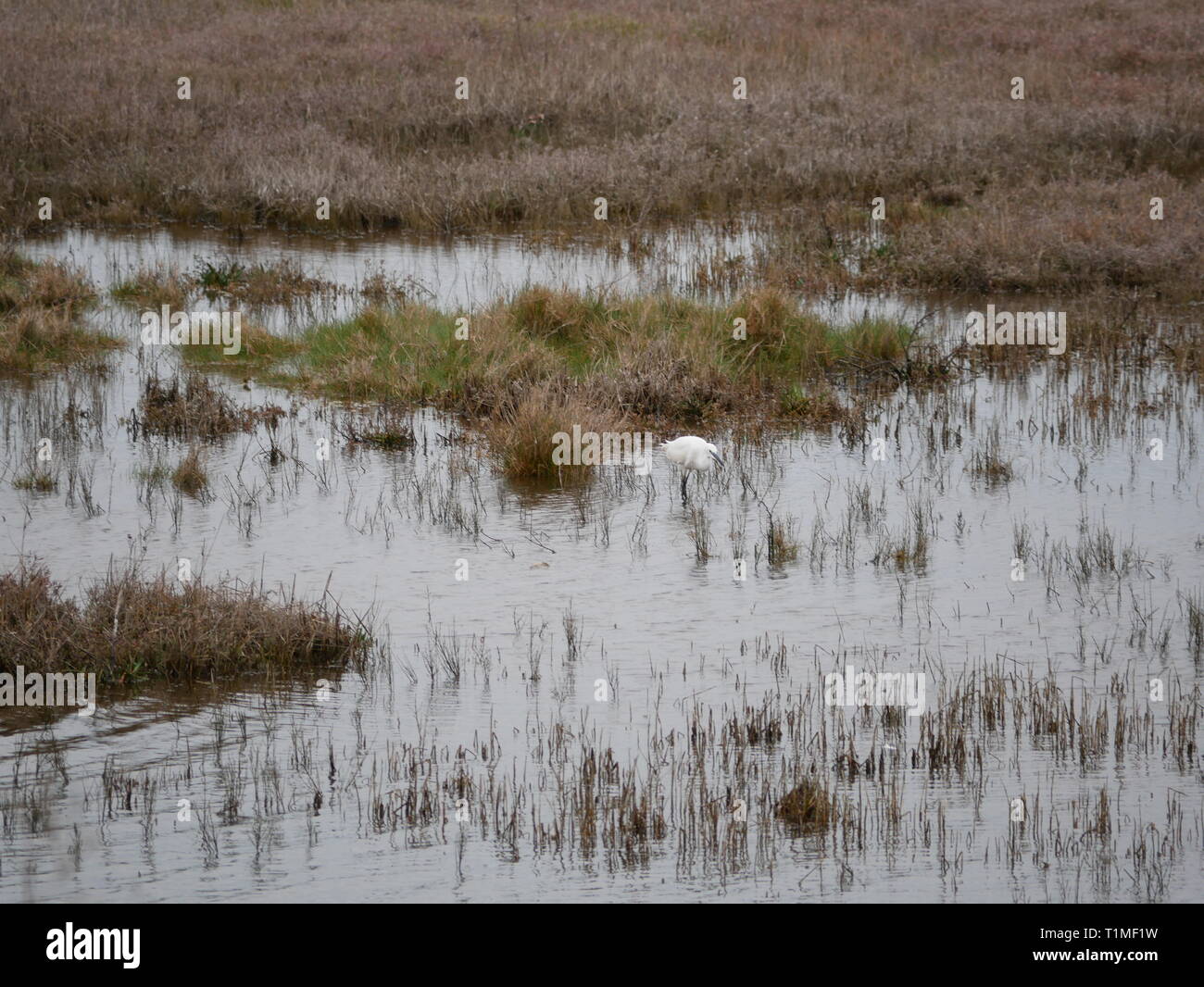 Kent wildlife hi-res stock photography and images - Alamy