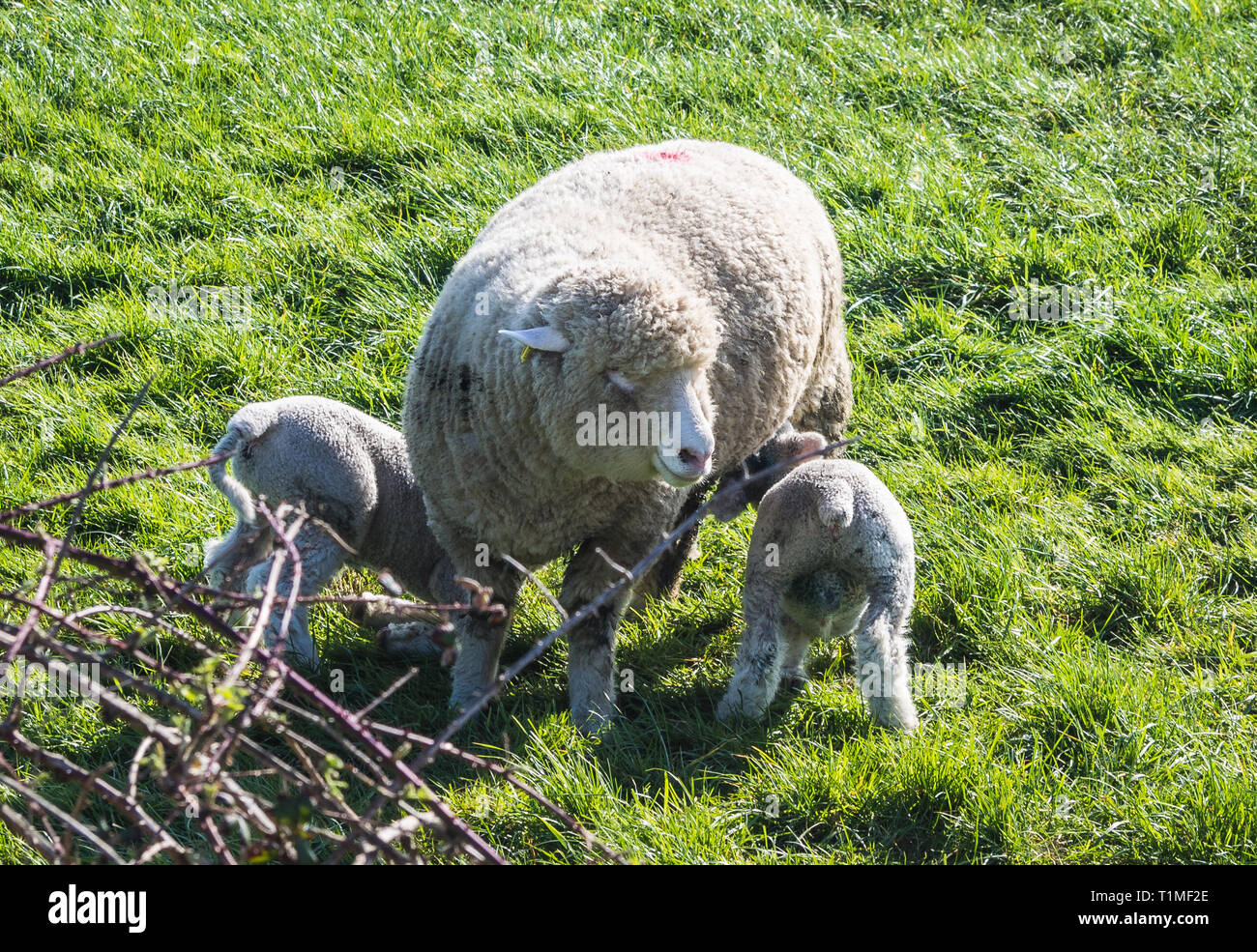Sheep northern ireland hi-res stock photography and images - Alamy