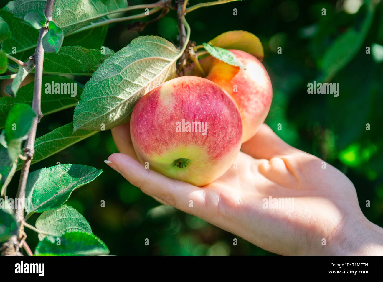 People picking apples from a tree hi-res stock photography and images ...