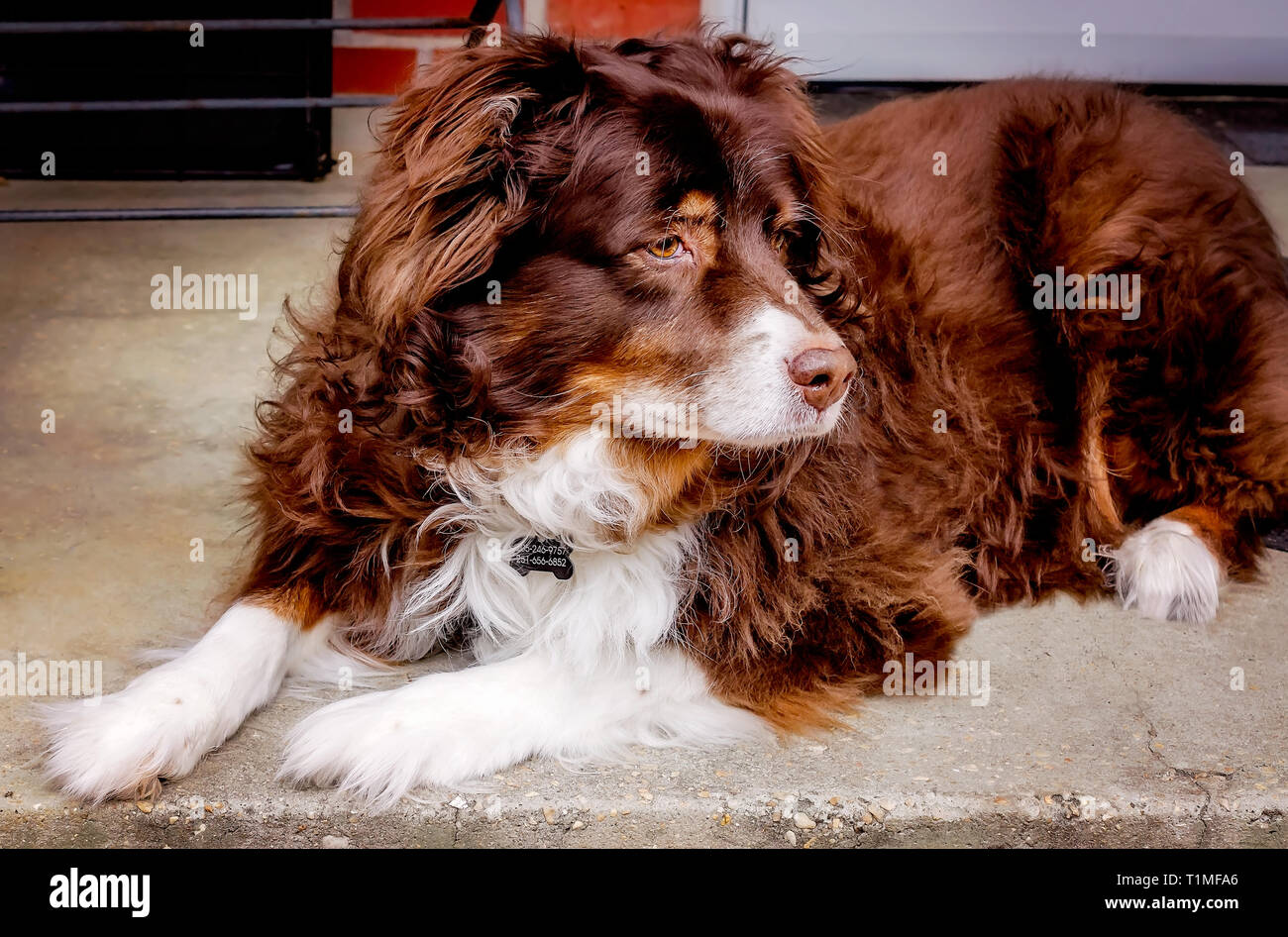 Cowboy, an 11-year-old Australian Shepherd dog, lays on his back porch ...
