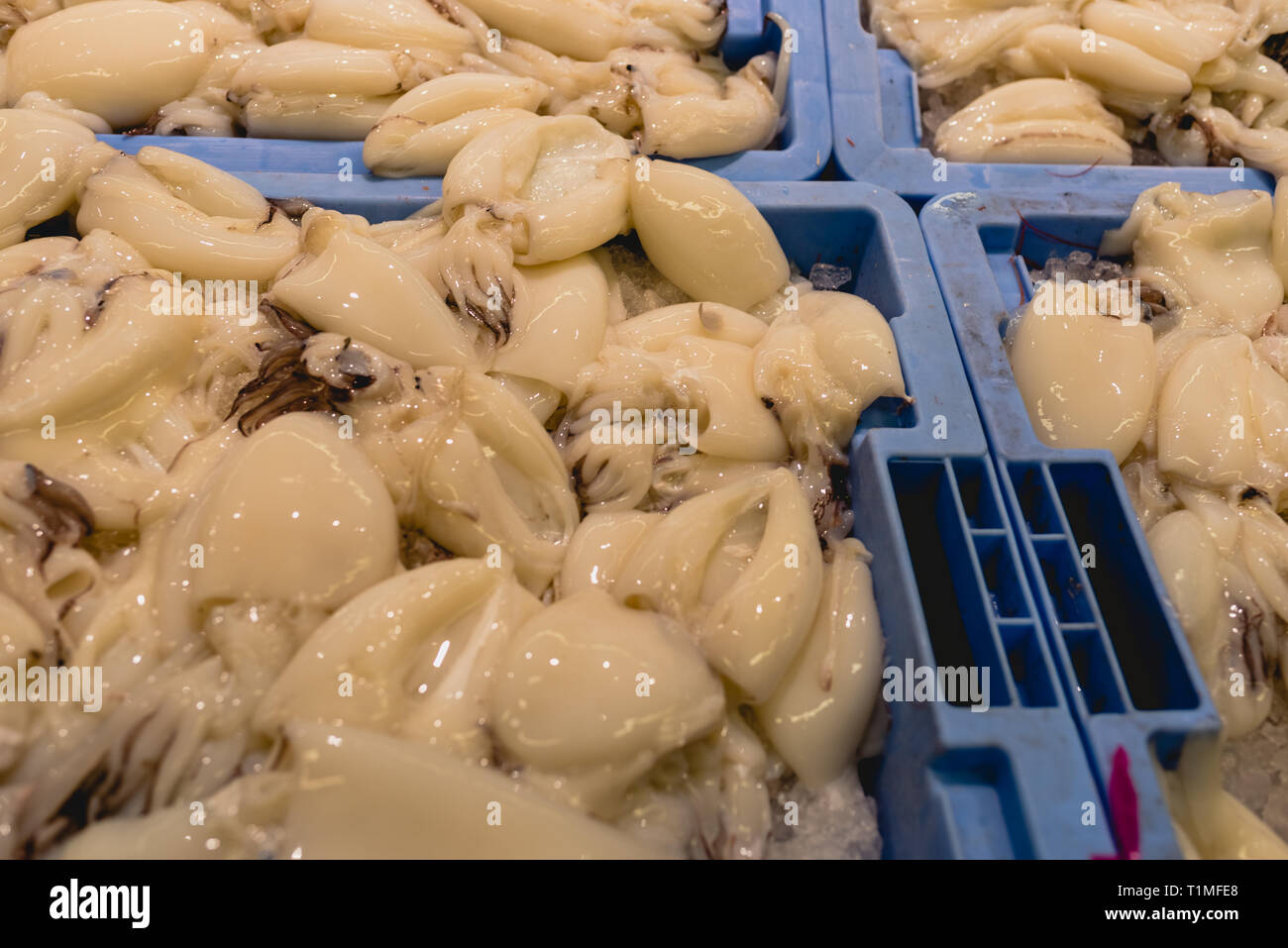Squid fish in a box in a fishmonger Stock Photo - Alamy