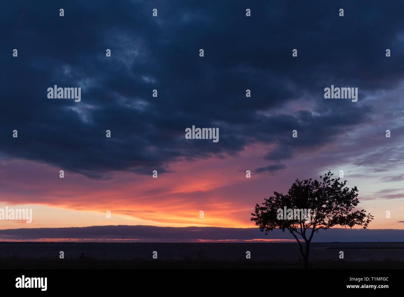 Drama tree hi-res stock photography and images - Alamy