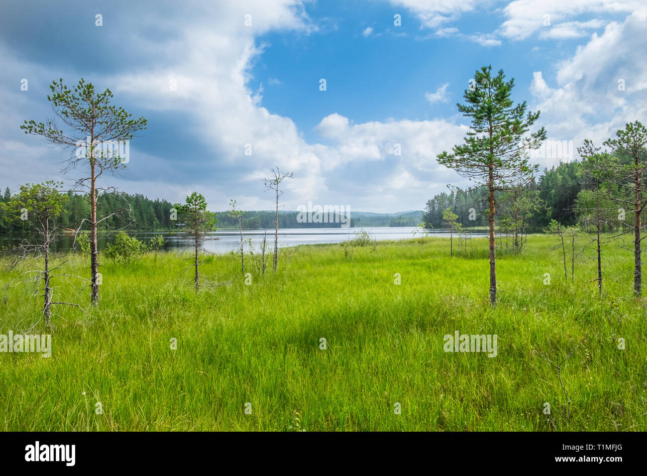 Scenic swamp view with lake and bright summer day in National Park ...