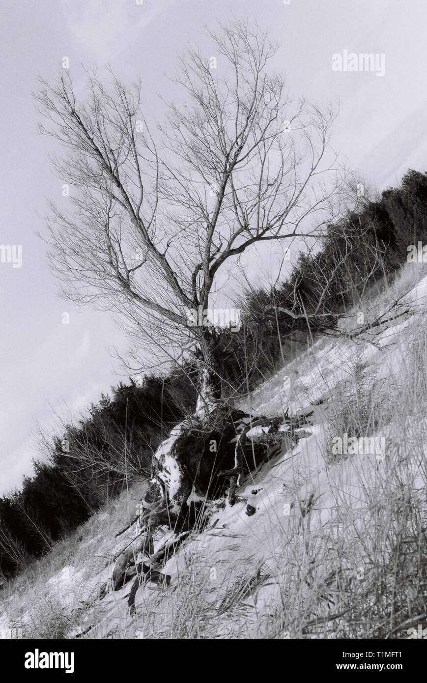 Dying tree hi-res stock photography and images - Alamy